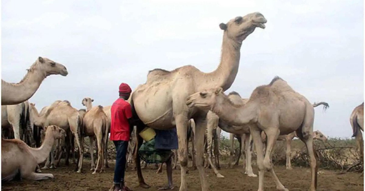 Inside the Lucrative Business of Camel Farming