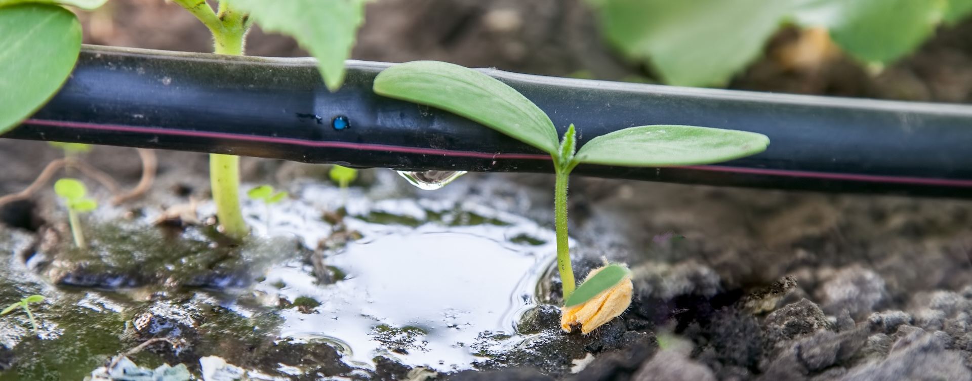 Drip Irrigation 101: A Comprehensive Guide for Effective Water Delivery ...