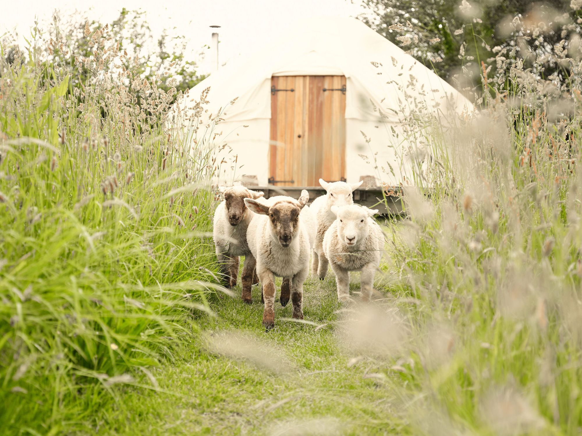 Tremeer Farm: Yurt Glamping Holidays in Cornwall, UK