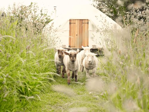 Tremeer Farm: Yurt Glamping Holidays in Cornwall, UK