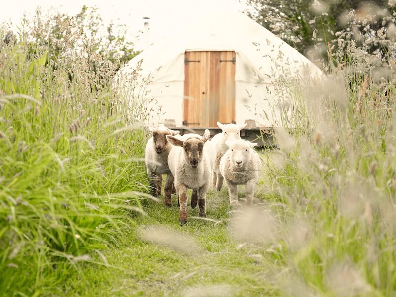 Tremeer Farm: Yurt Glamping Holidays in Cornwall, UK