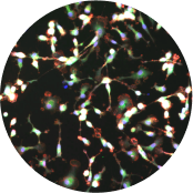 Recursion's Origin and Journey | Recursion