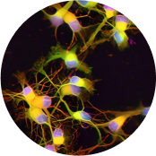 Recursion's Origin and Journey | Recursion