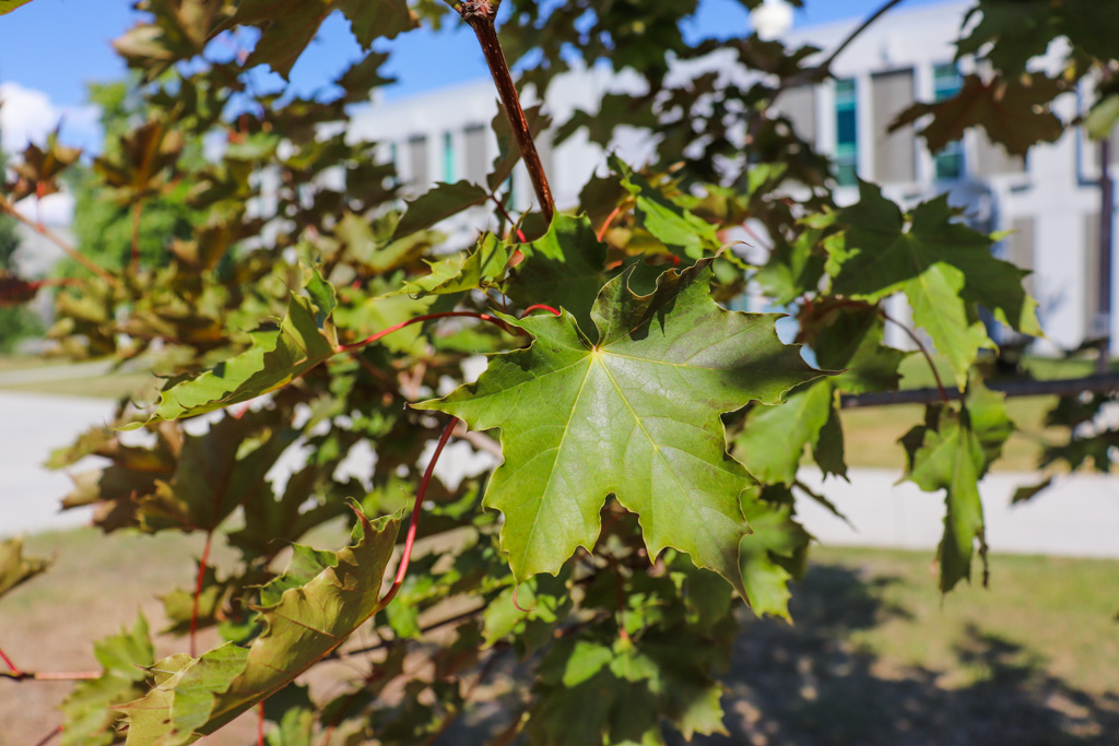 A botanical garden on my campus? UAA’s tree tour boasts over 80 unique ...