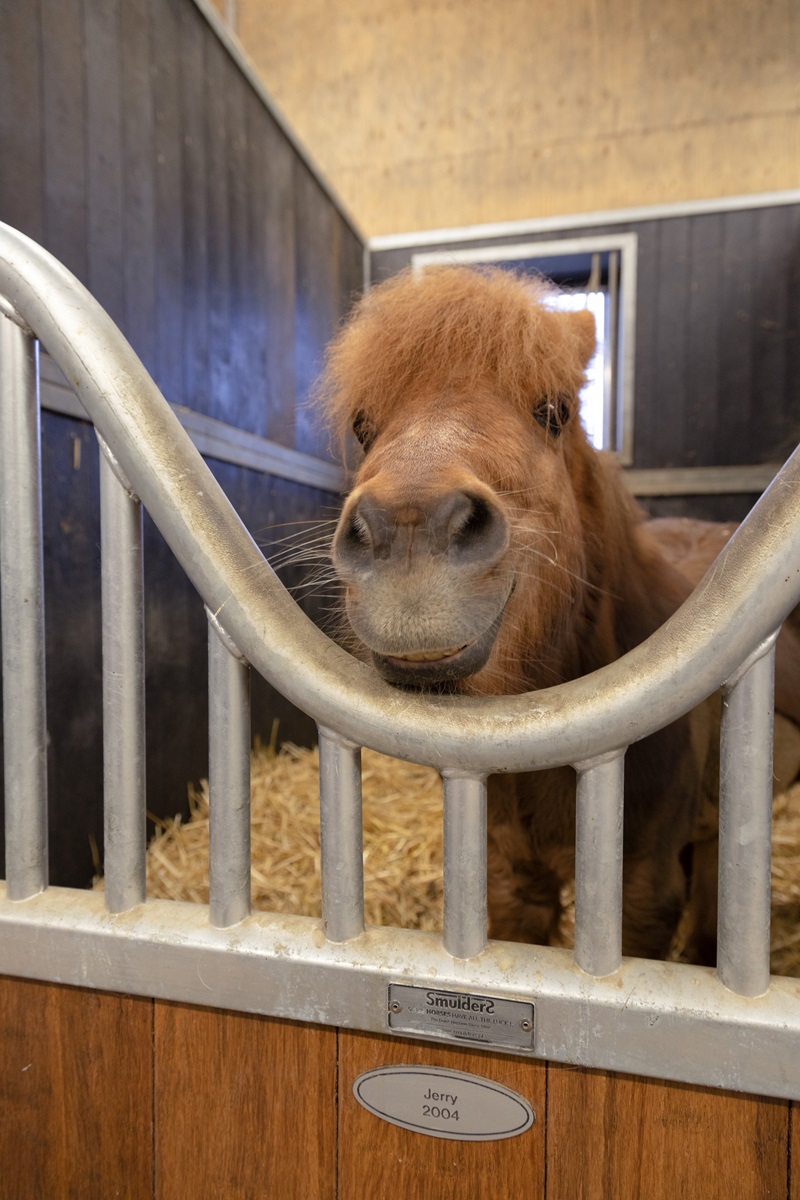 Pony in de huiskamer – Linda Huisman