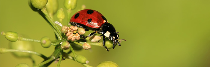 Using Bug Reports in Centercode | Centercode