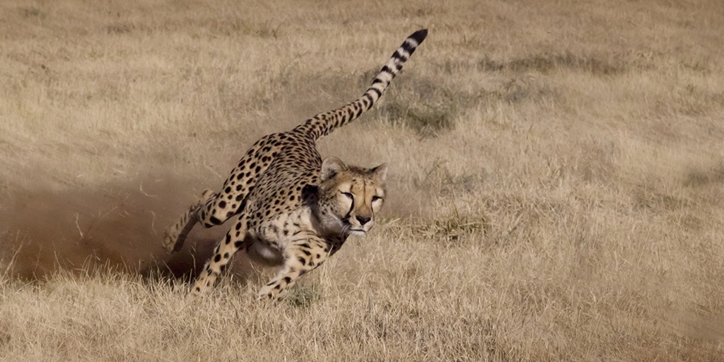 Why Is Automation Essential During Delta Testing? | Centercode