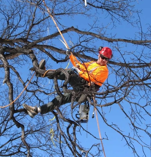 Alliance Tree Care - Winnipeg's Best Tree Care Experts