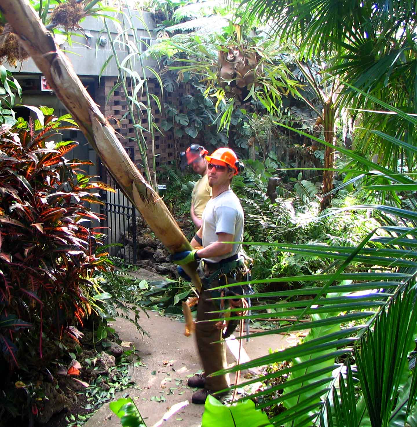 About Us - Alliance Tree Care