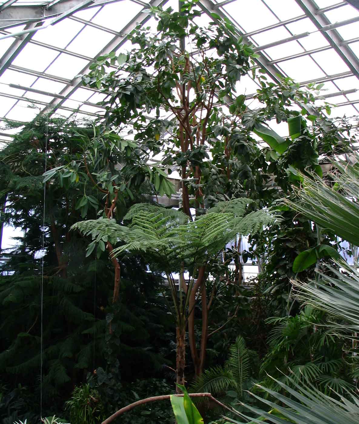 Contact Us - Alliance Tree Care