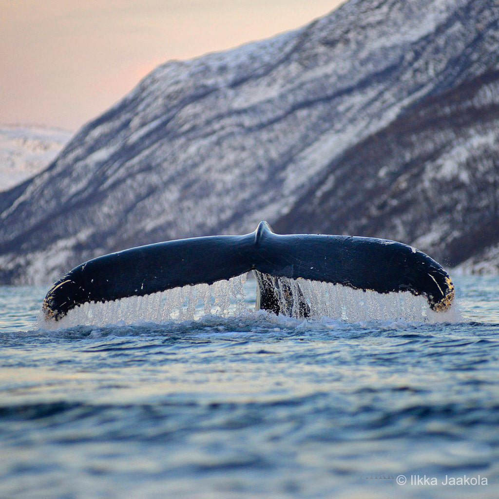 Summer Whale Safari | Arctic Whale Tours