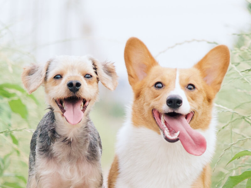 Tips for taking perfect pet pictures