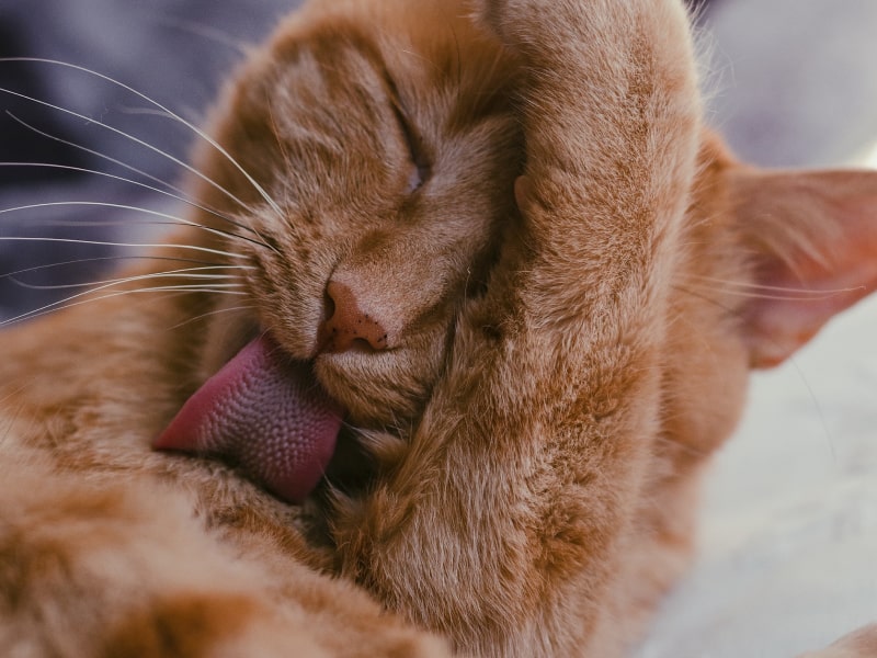 5 reasons for excessive cat grooming