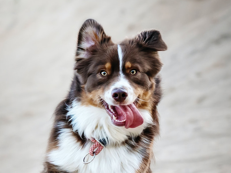 How to take your pet’s vital signs