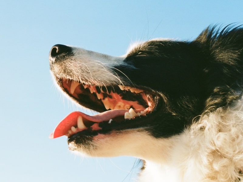 Why do adult dogs’ teeth fall out?