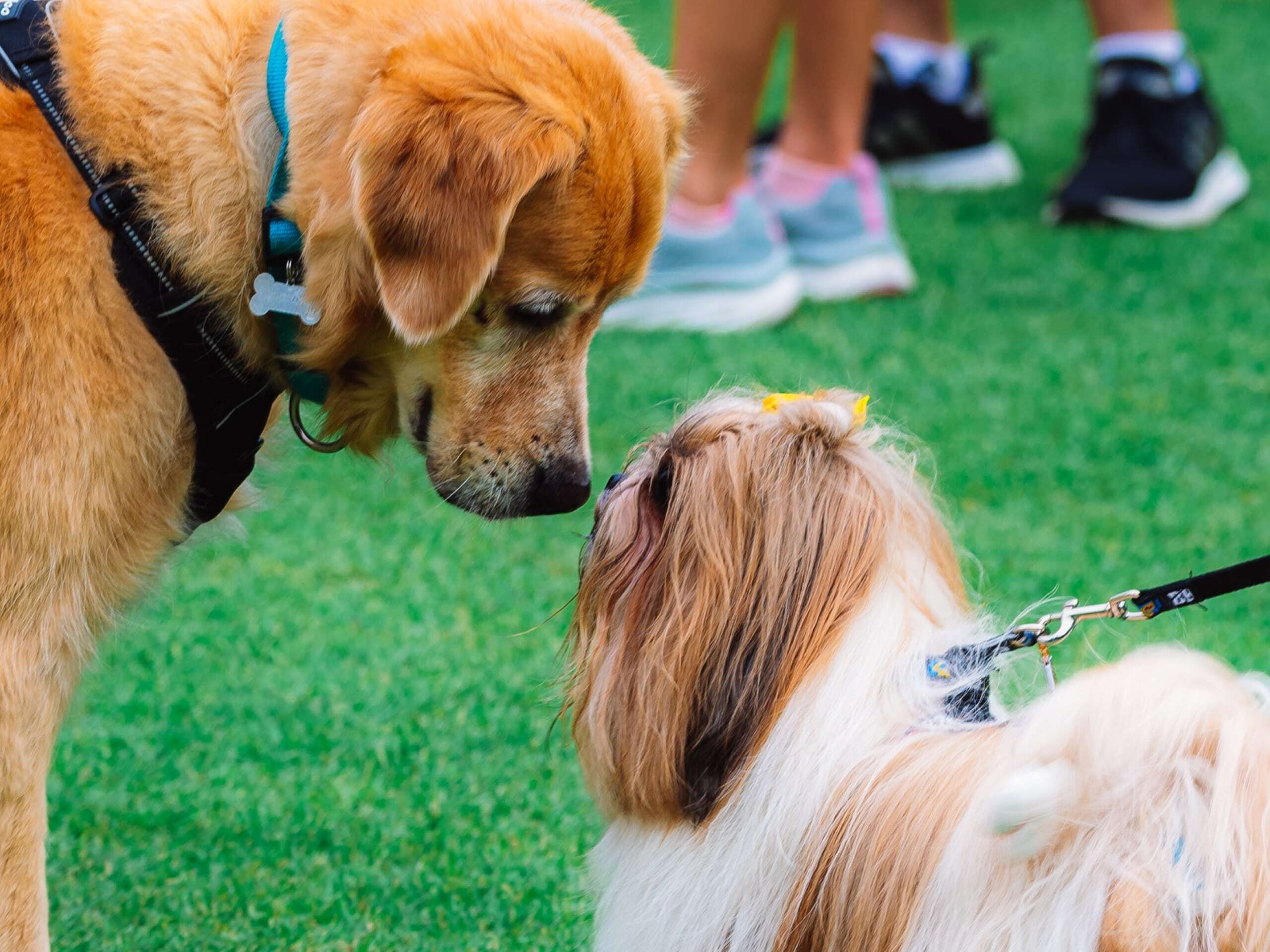 How to socialize your dog