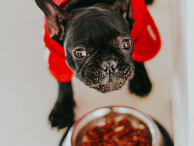 Wet versus dry dog food