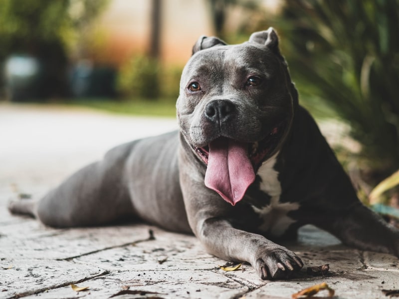 Cushing’s disease in dogs: symptoms and treatment