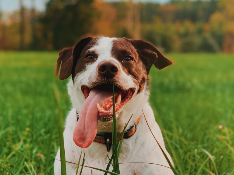 Ticks on dogs: types, how to remove them and prevention