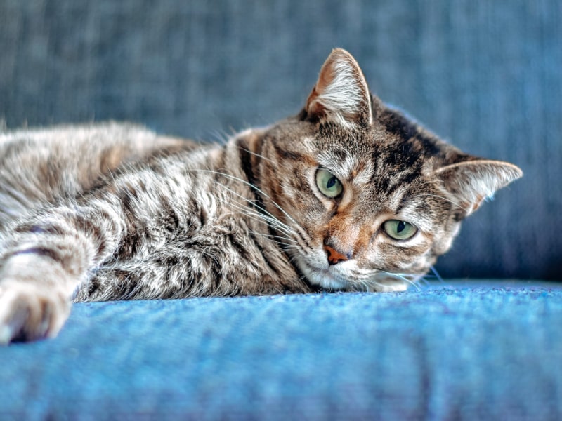 Cat allergies: symptoms and treatments