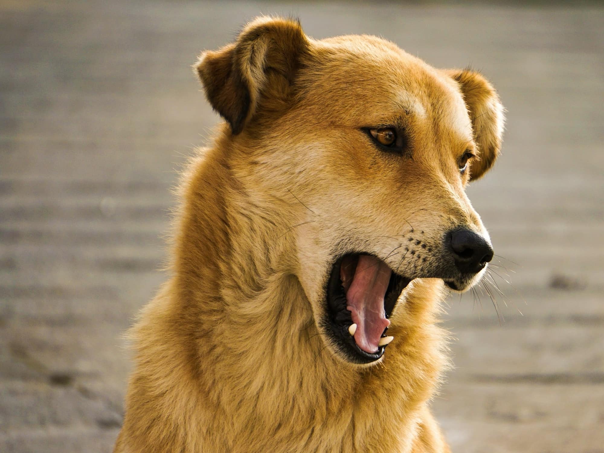 How to help a choking dog and perform the Heimlich maneuver