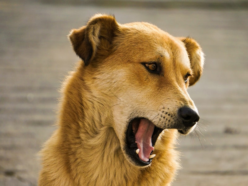 What Animals Can Choke at Alyssa Massy-greene blog