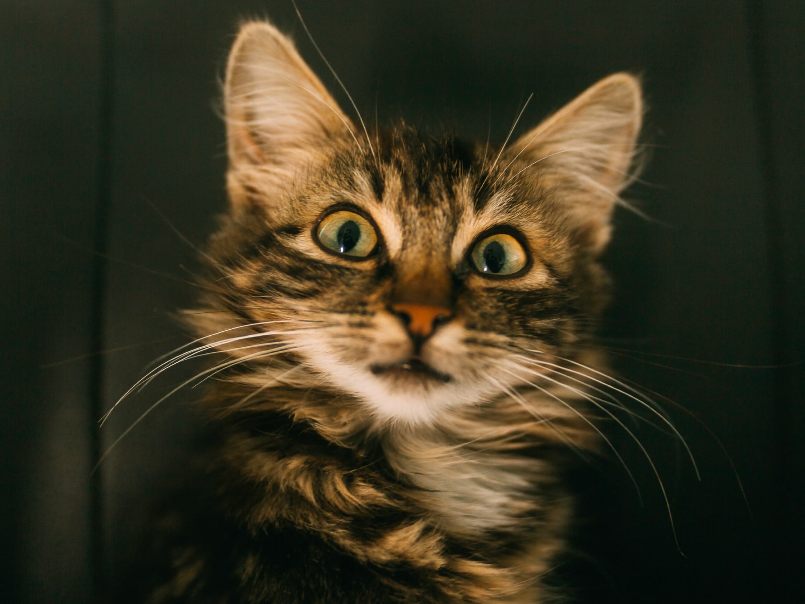 Are cats nocturnal or crepuscular?