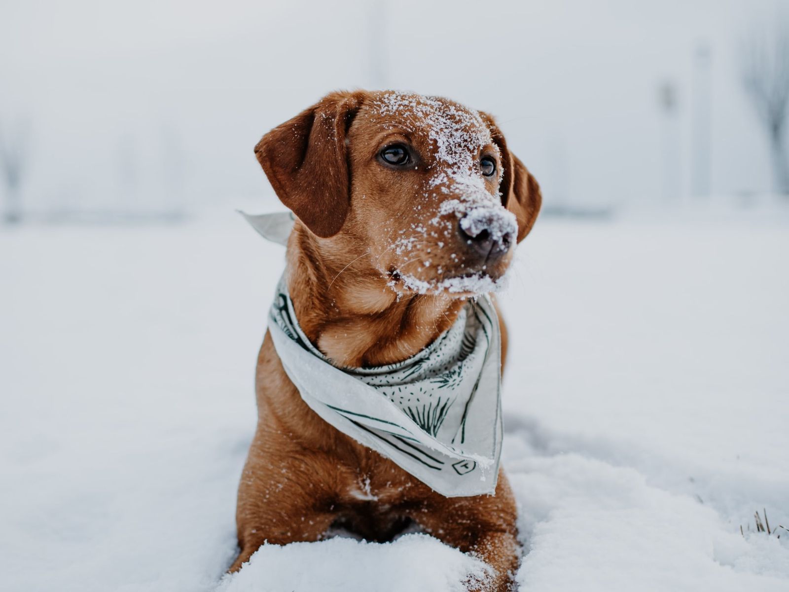 Tips for treating frostbite on dogs' paws