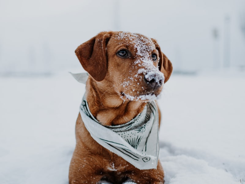 Tips for treating frostbite on dogs' paws