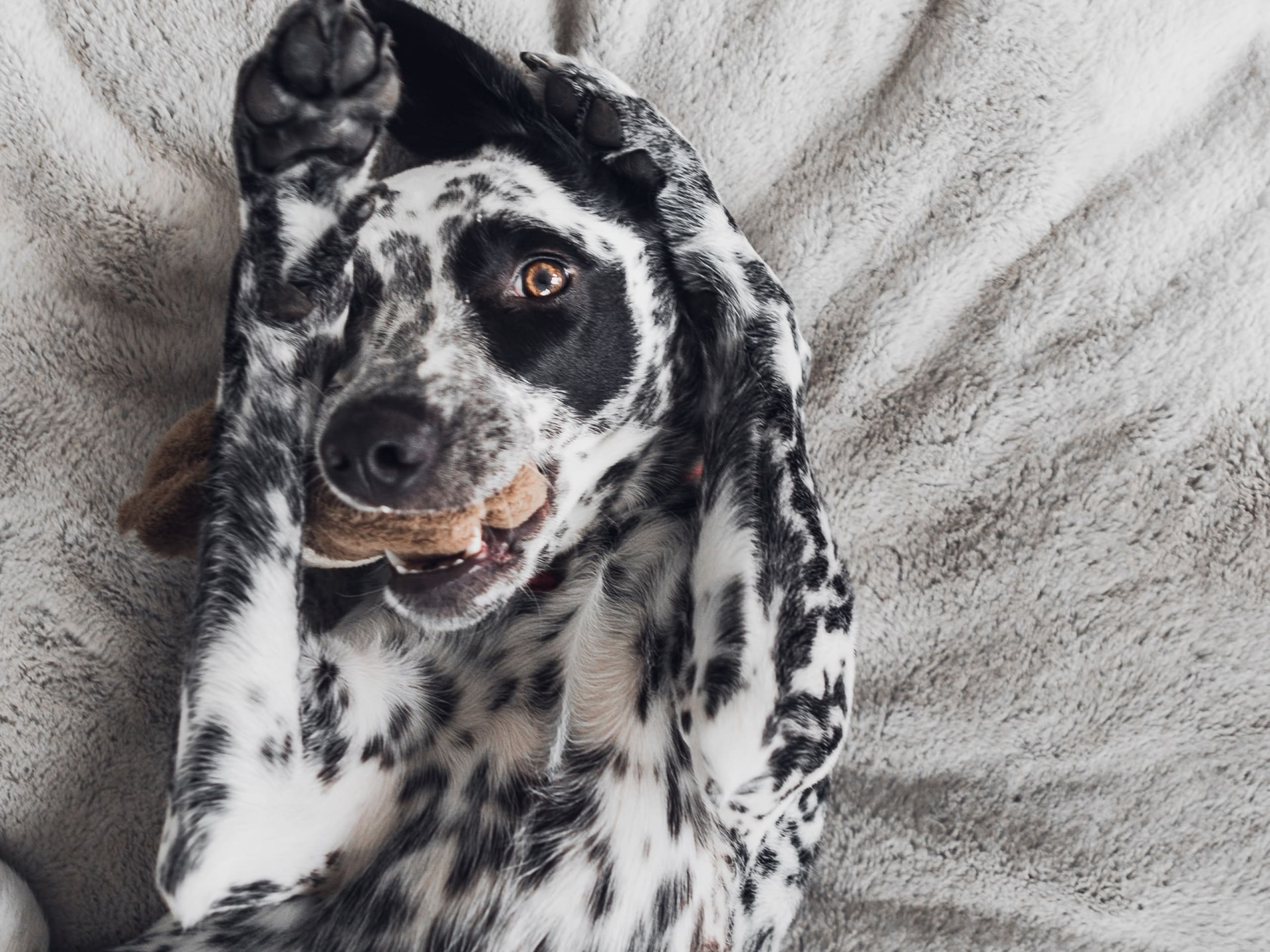 Understanding your dog’s body language