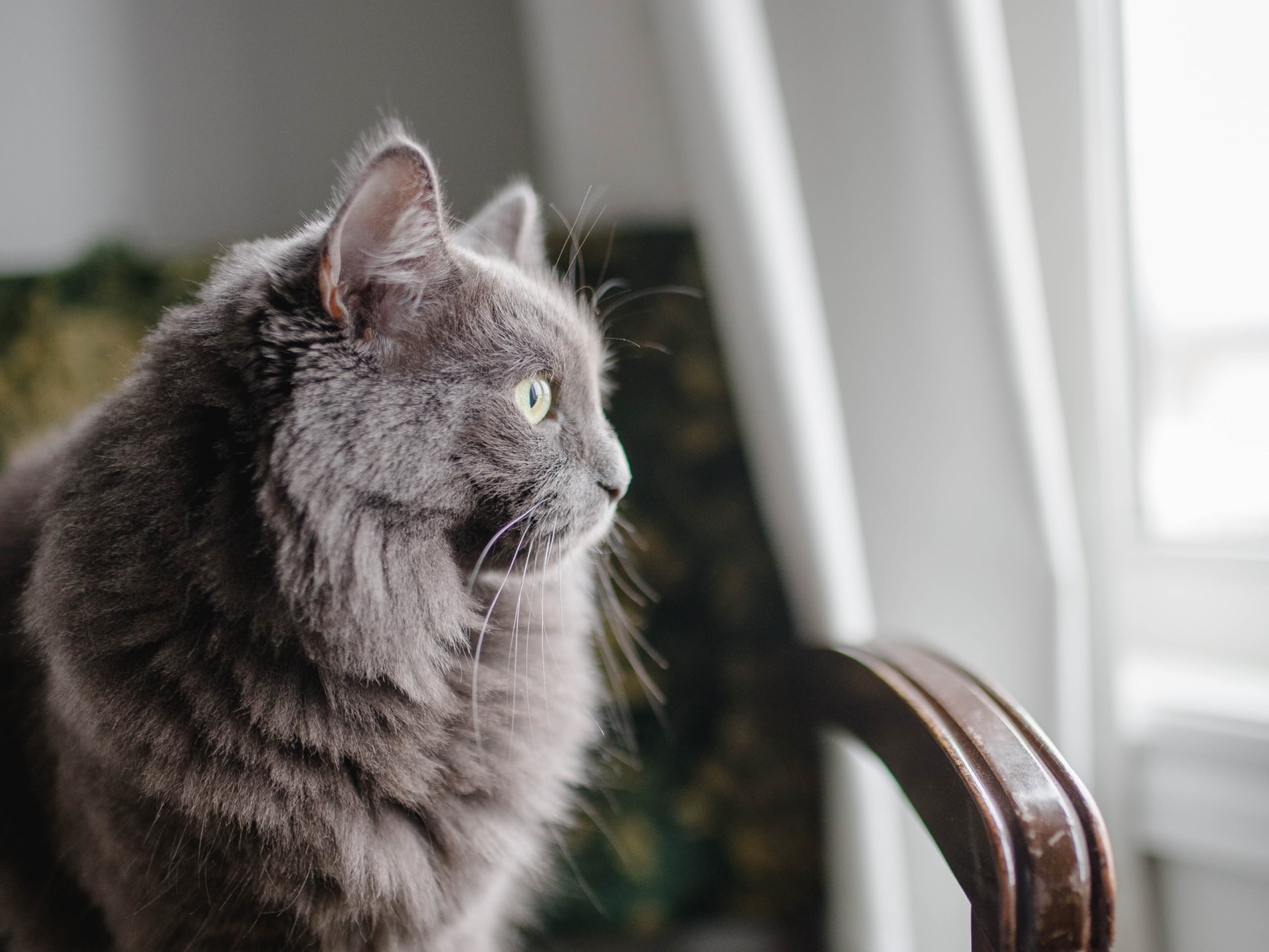 Hypoglycemia in cats and what it means for blood sugar levels