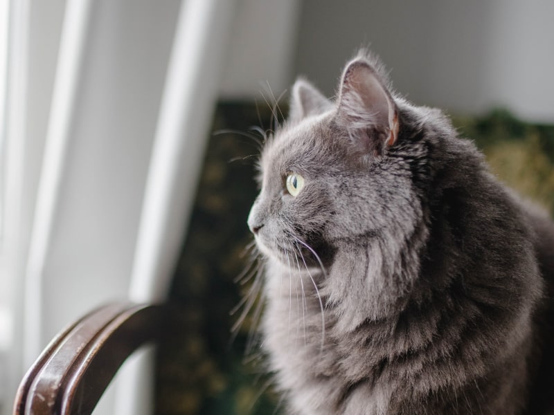 Hypoglycemia in cats and what it means for blood sugar levels