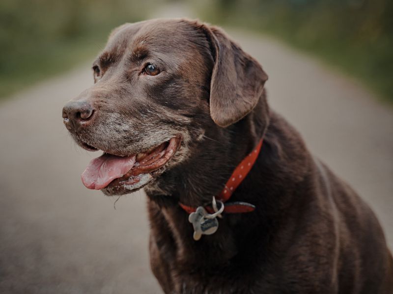 Lockjaw in dogs and cats: what is trismus?