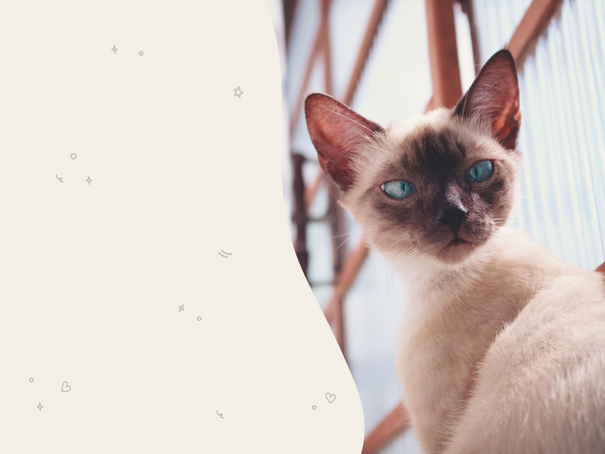 Thai cat breed profile