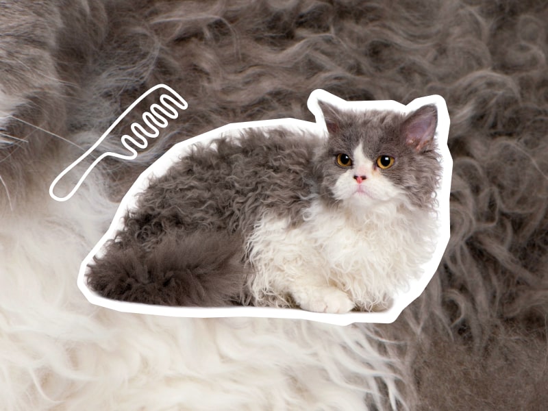 Selkirk Rex cat breed profile