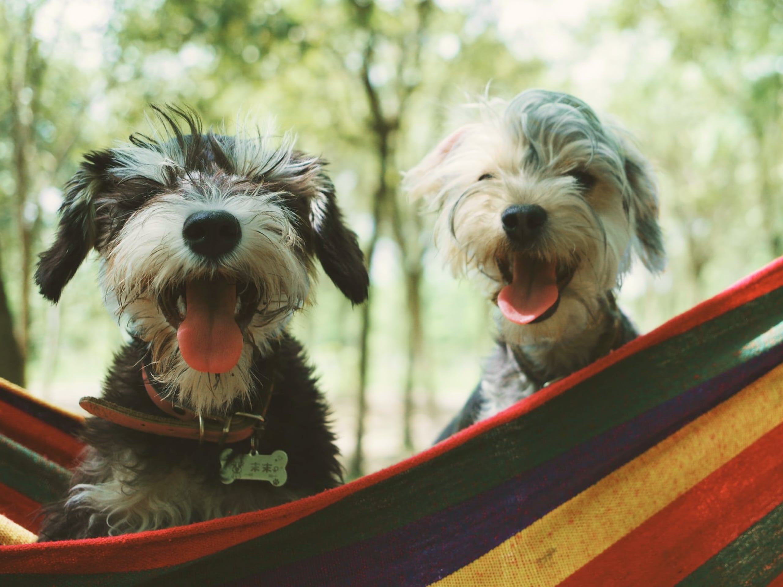 There’s a heat wave — how do I protect my pet?