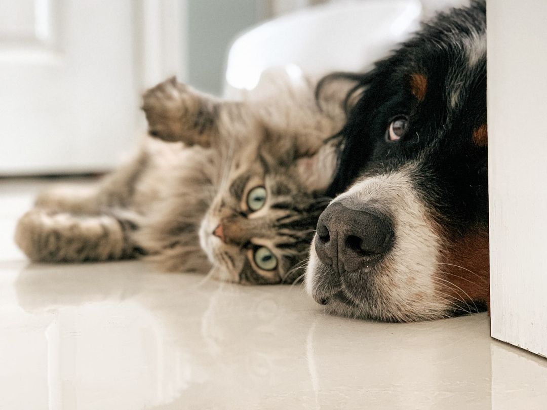 The importance of pet insurance during inflation