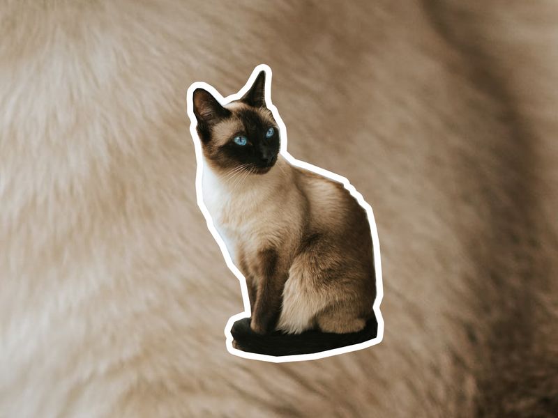The Dig - Pet Health & Lifestyle Resource by Fetch