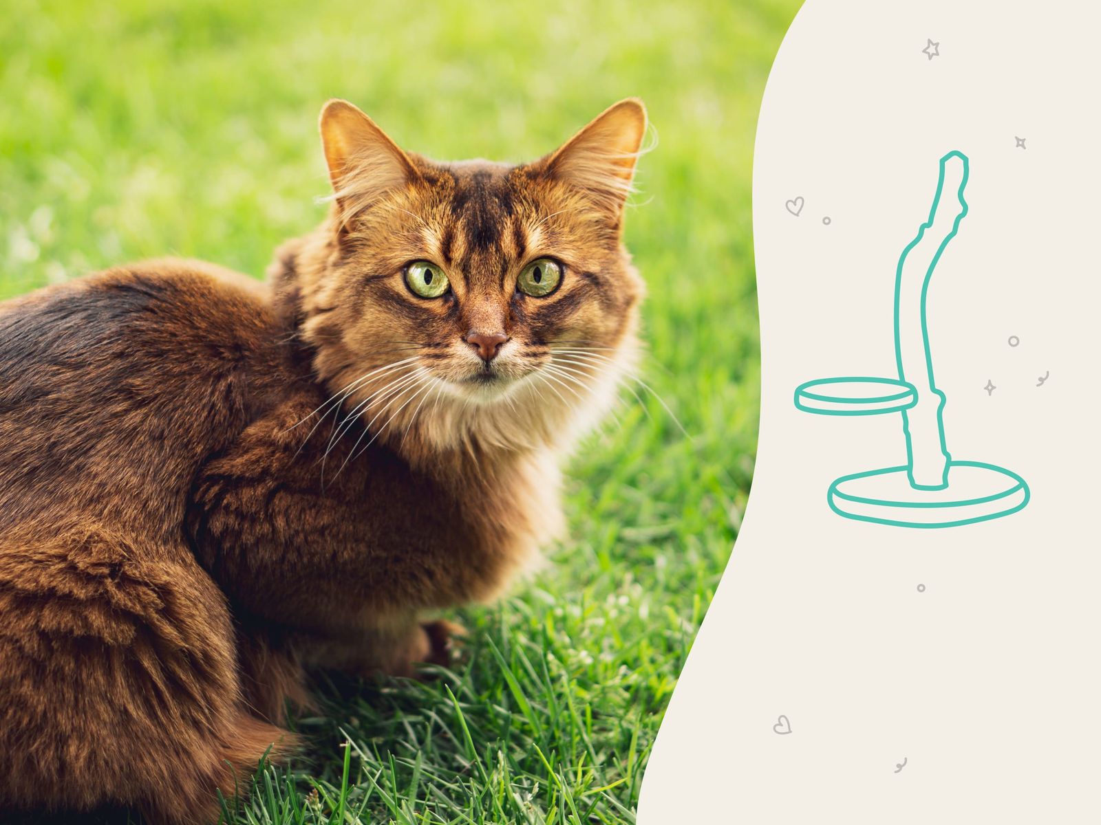 The Dig - Pet Health & Lifestyle Resource by Fetch