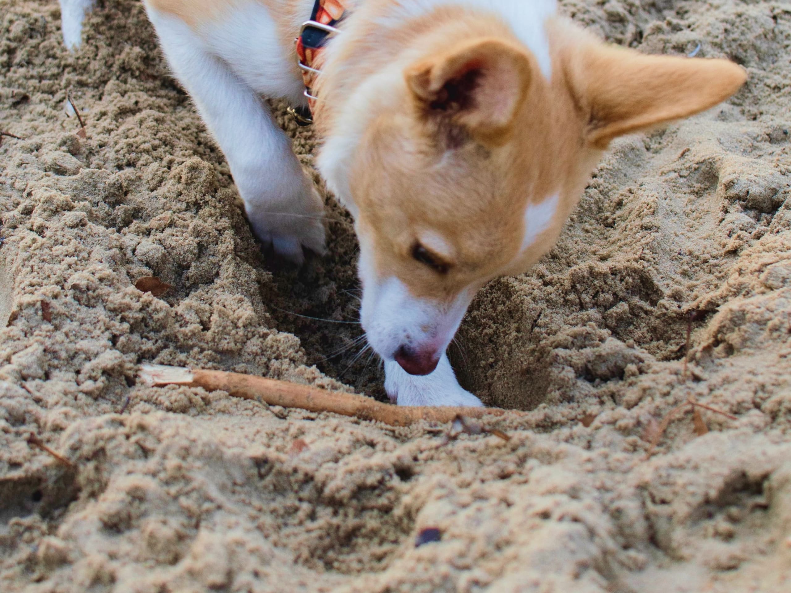 Tips for stopping your dog's digging obsession