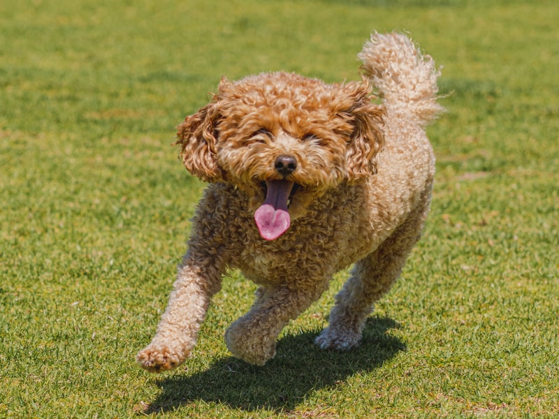 Why do dogs chase their tails?