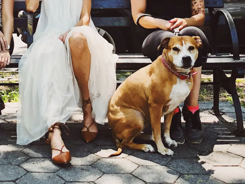 A dog has contracted monkeypox — here’s what you should know