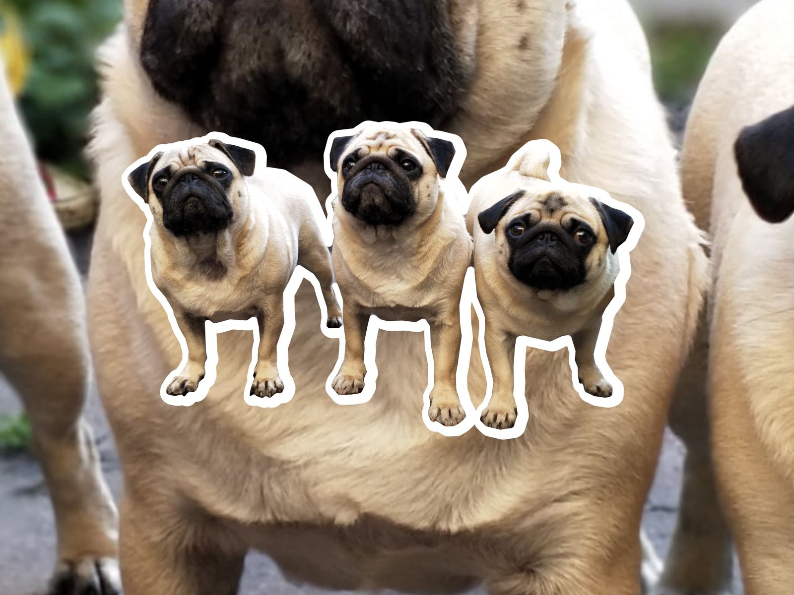 Pug dog breed profile