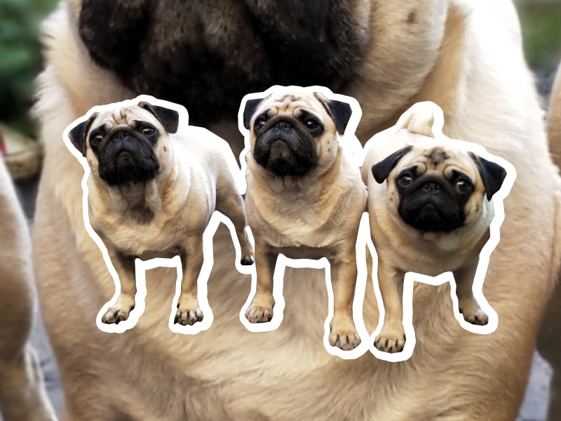Pug dog breed profile