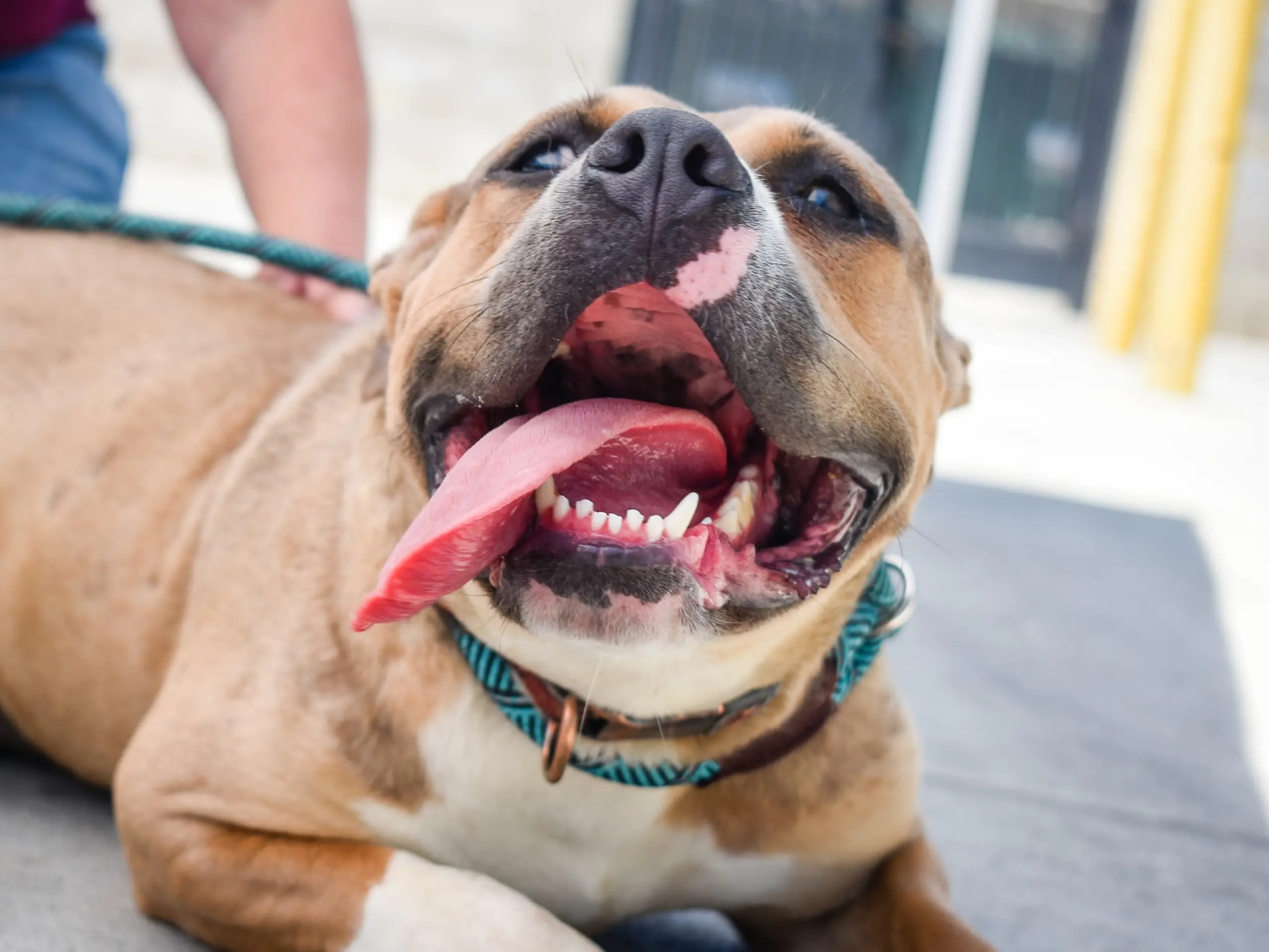 How much does it cost to clean a dog’s teeth?