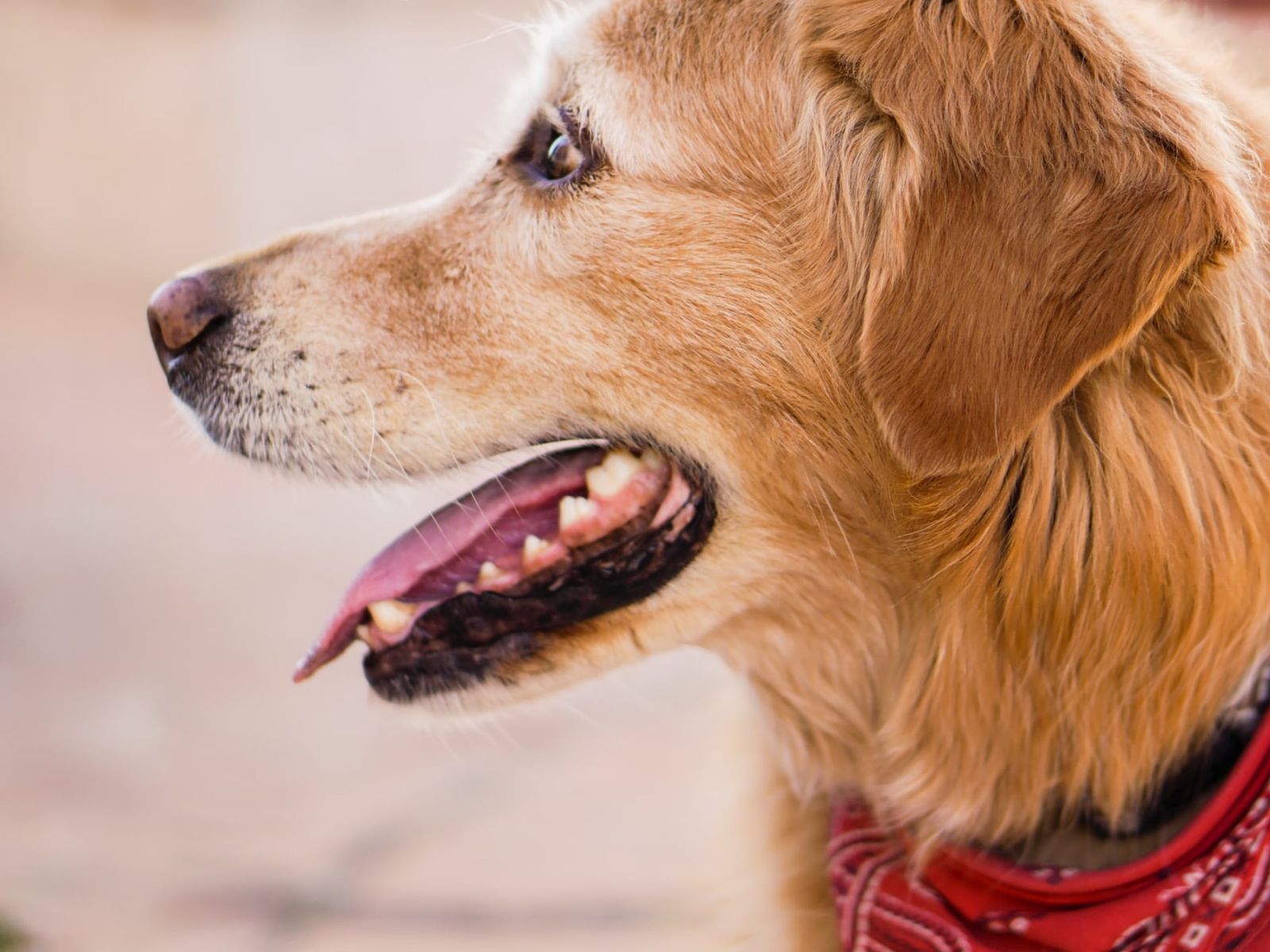 Here’s what your dog’s pale gums mean and why you should care