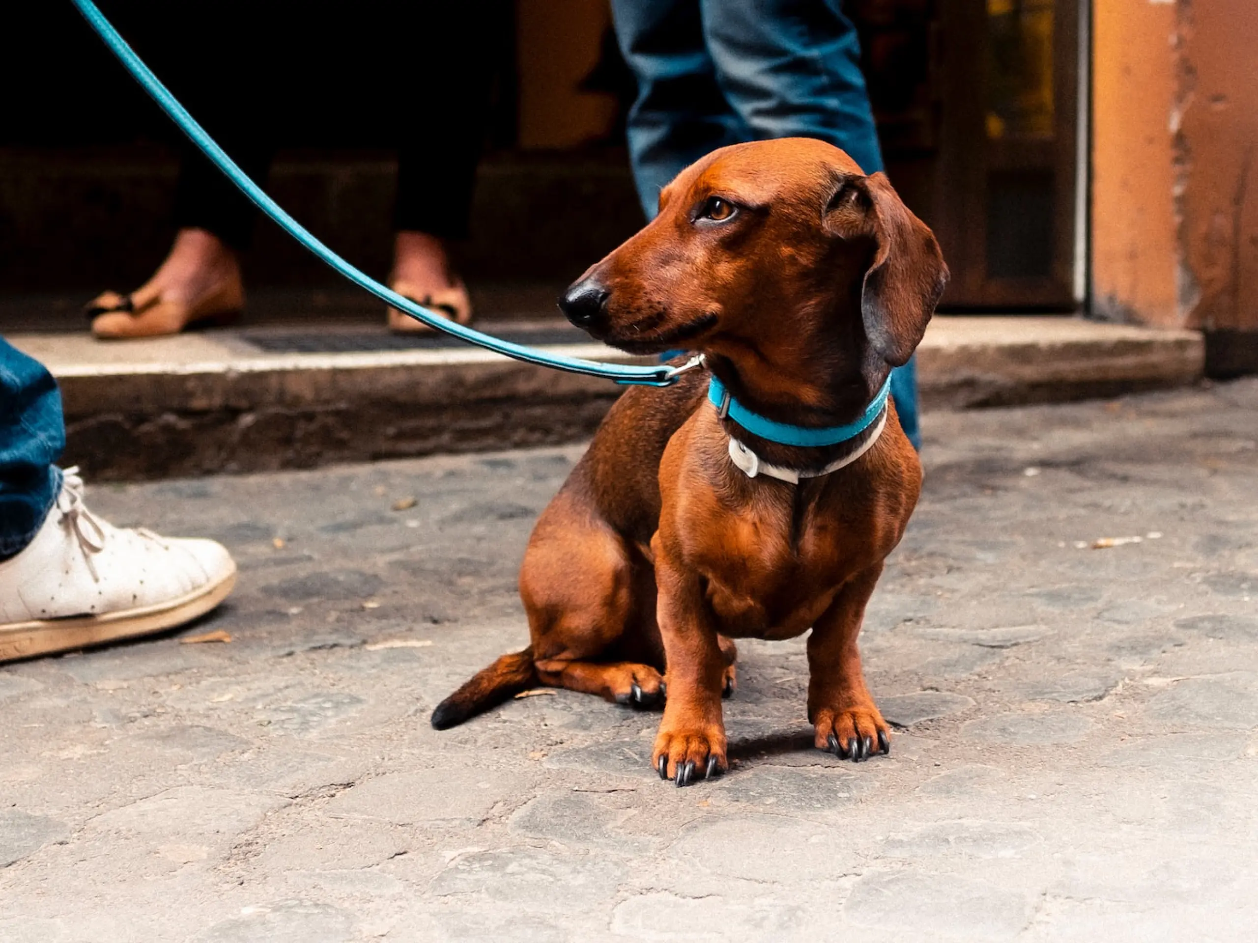 Was your dog prescribed Sentinel? Here’s what you should know