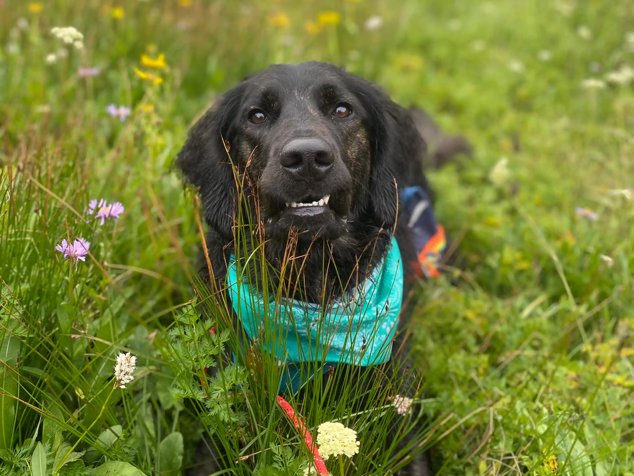 Meet Baxter, the pup who struggled to run for an unknown reason