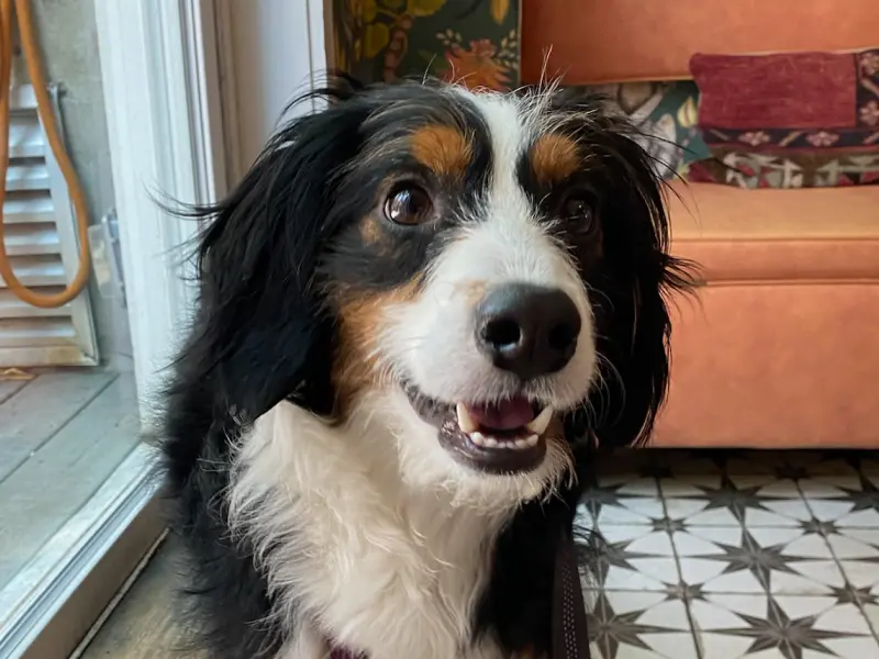 Meet Luca, the dog whose anxiety started to impact their health