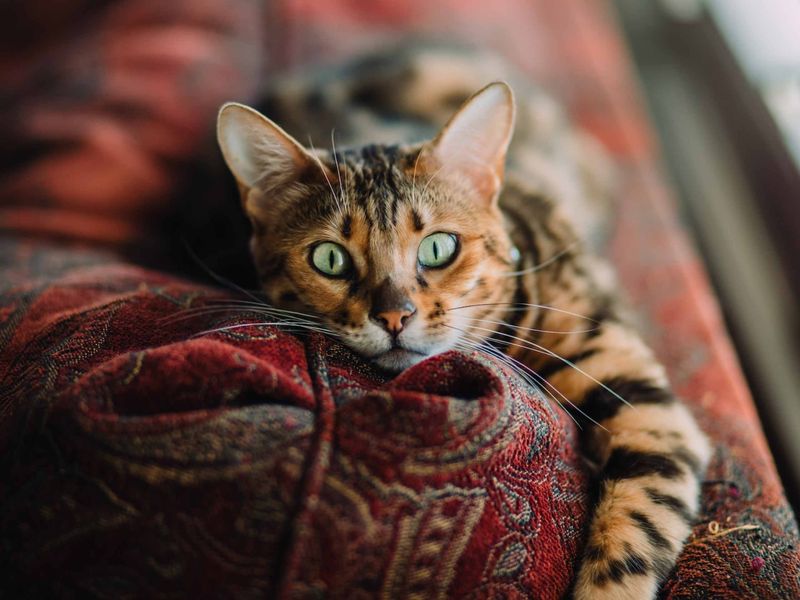 8 reasons a veterinarian might prescribe Cerenia for your cat